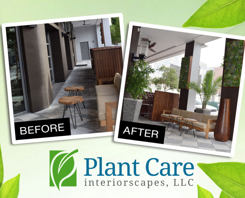 Office Plant Care, Leasing, and Maintenance | South Florida